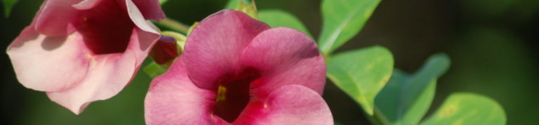 Sunrise Police sergeant who grabbed officer by throat retires; records ...